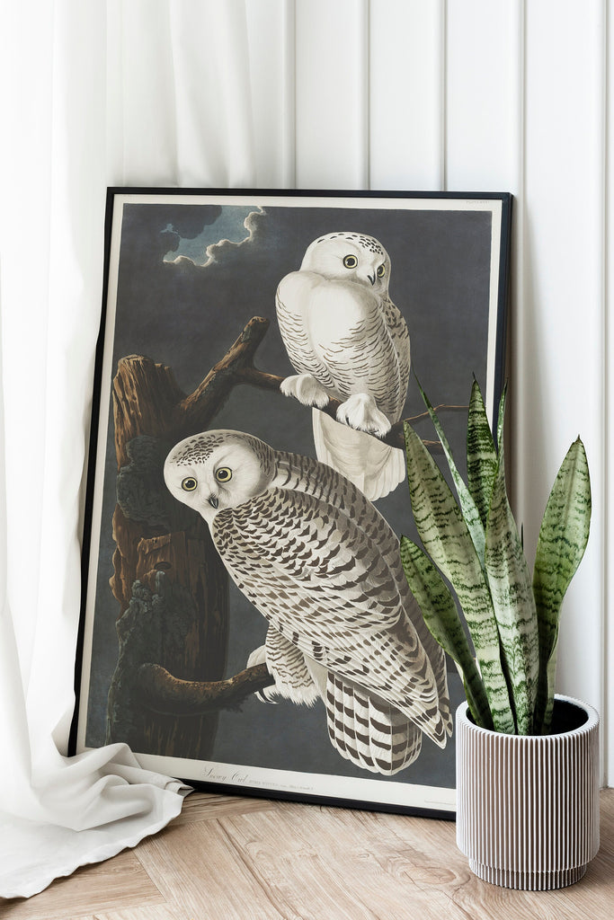 Snowy Owl Print, From Birds of America, Art Wall Poster – Big Art Shop